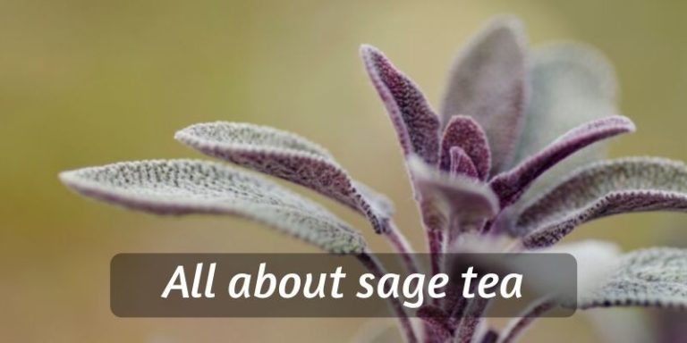 Beginner's Guide To Sage Tea - Brewing, Flavor, Benefits