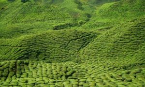 How Is Matcha Made ? From Leaf To Powder, Matcha Explained