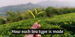 How Is Tea Made - Each Tea Type, Discussed And Explained