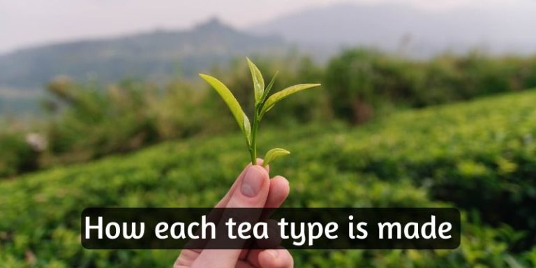 How Is Tea Made - Each Tea Type, Discussed And Explained