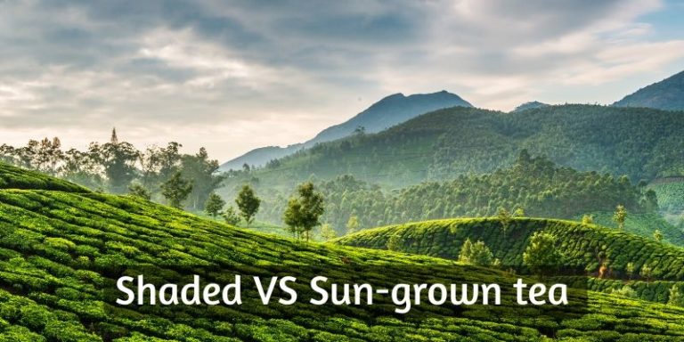 Shade Grown VS Sun Grown Tea - 4 Crucial Differences