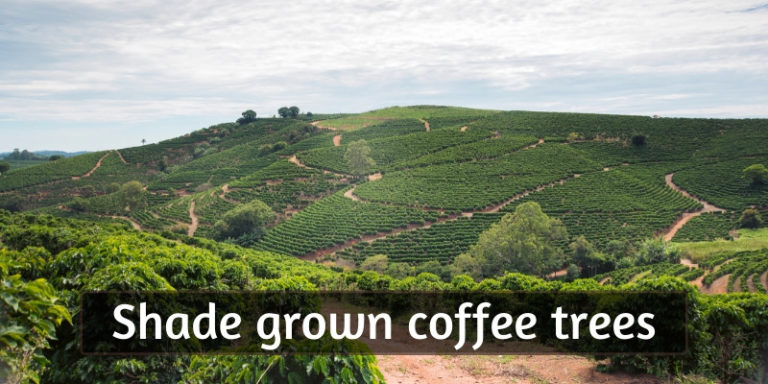 Beginner's Guide To Shade Grown Coffee - CoffeeAndTeaCorner